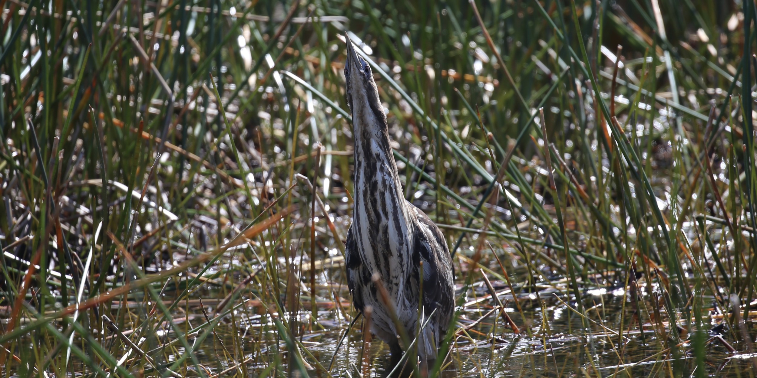 Bringing back bitterns | Forest and Bird